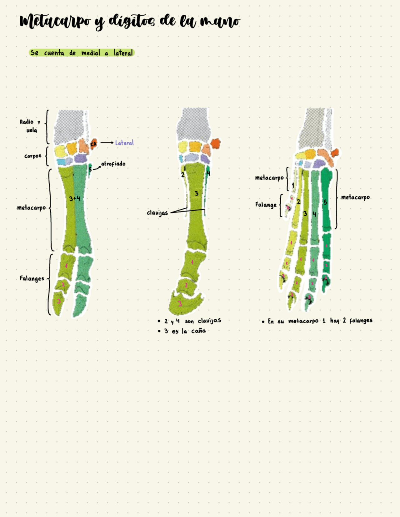 Anatomía animal (osteología) metacarpo y dígitos | Apuntes de Anatomía ...