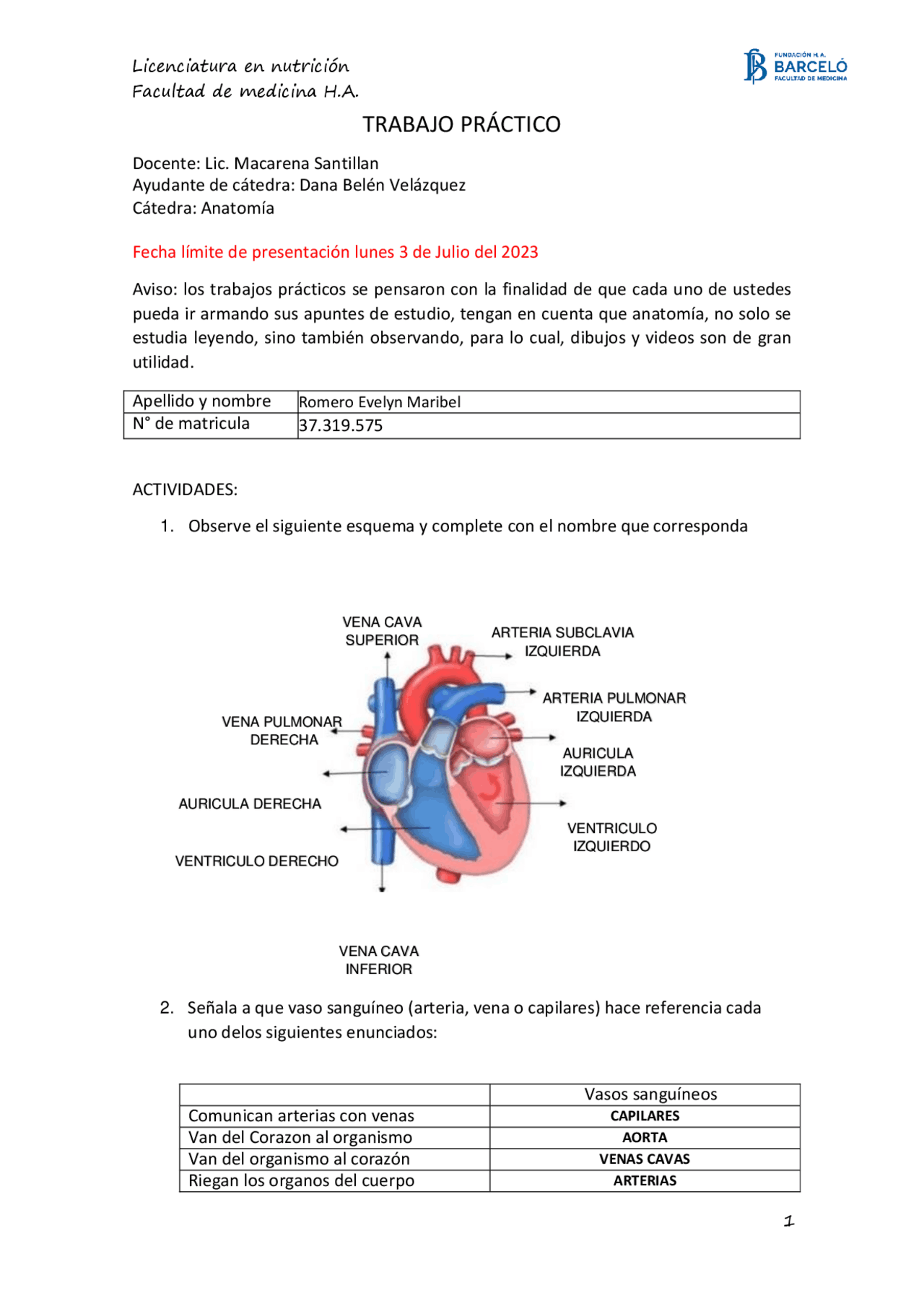 Trabajo De Anatomia Para Practicar Partes Del Corazón Y Linfático