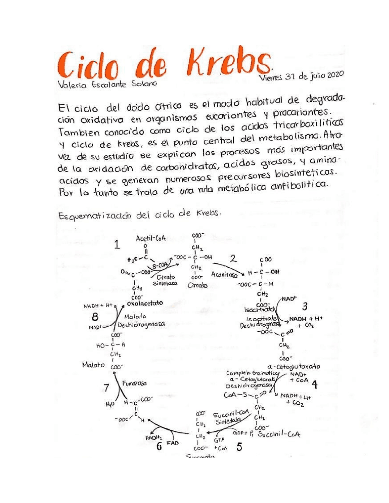 Ciclo de krebs...... | Esquemas y mapas conceptuales de Bioquímica ...