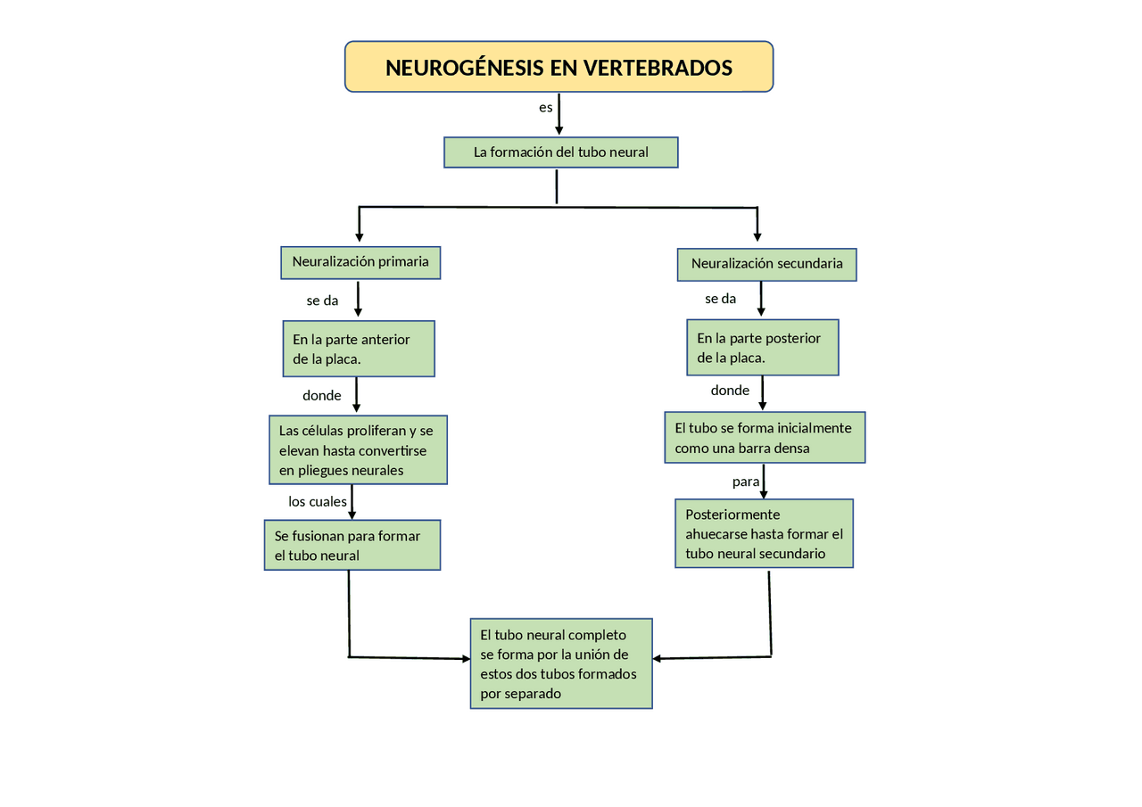 Mapa conceptual de Neurogenesis | Esquemas y mapas conceptuales de ...