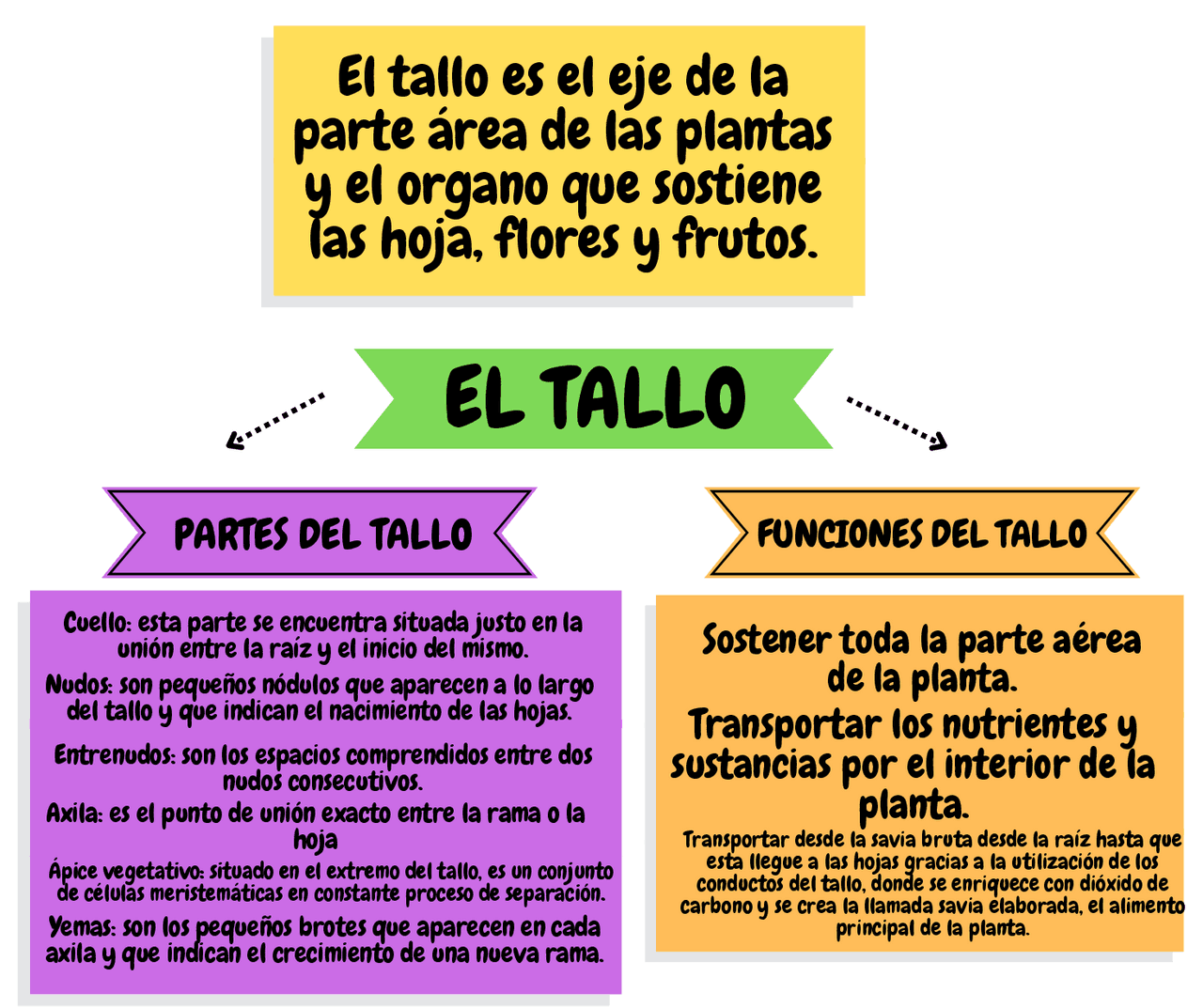 En este documento nos informamos sobre las partes del tallo de una ...