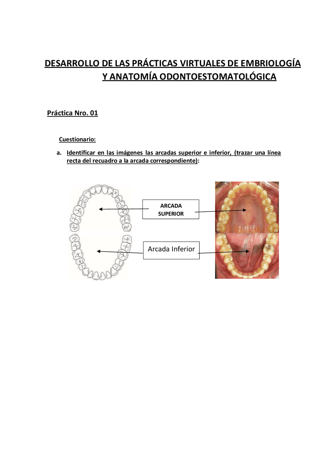 Practica 1 Y 2 De Embriologia Ejercicios De Embriología Docsity