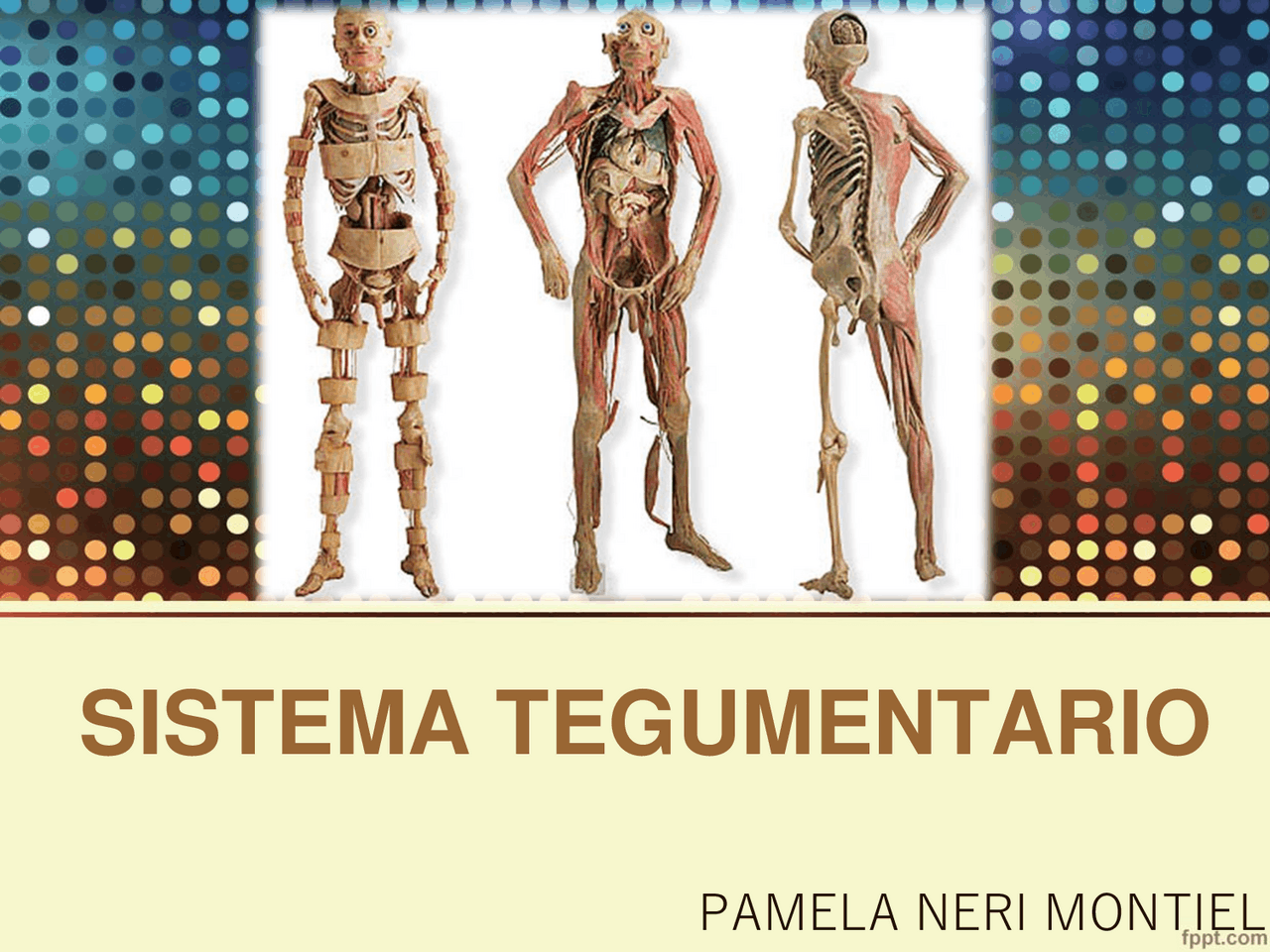Sistema Tegumentario Esquemas Y Mapas Conceptuales De Medicina Docsity