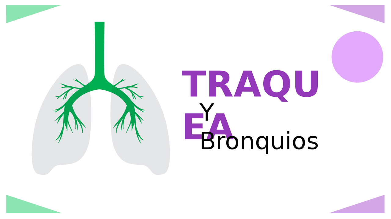 Anatomía de la tráquea humana | Resúmenes de Anatomía | Docsity