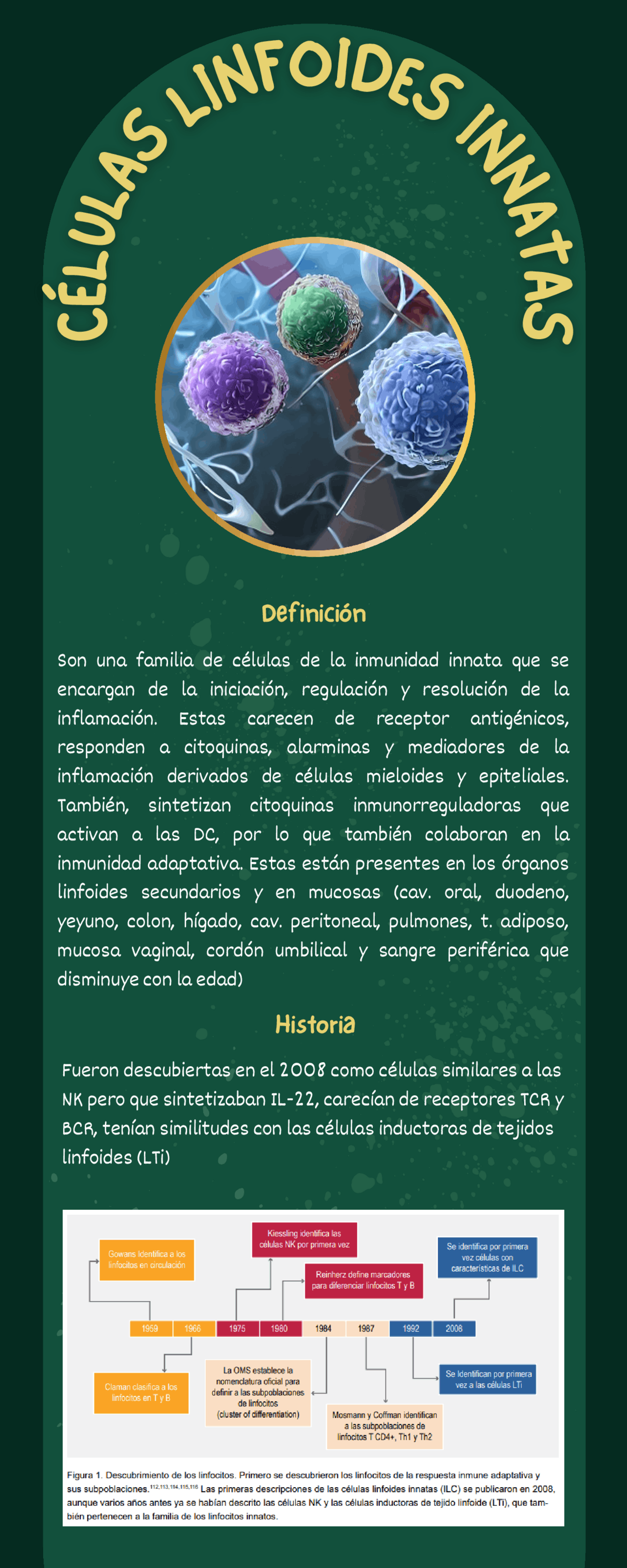 Células Linfoides Innatas Ilc Apuntes De Inmunología Docsity
