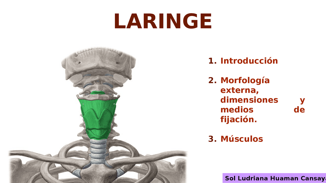 Anatomía de la laringe | Esquemas y mapas conceptuales de Anatomía ...