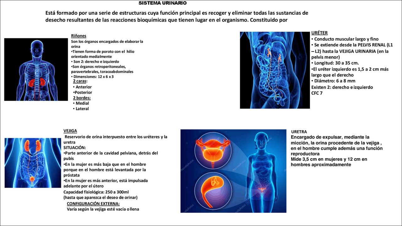 Sistema urinario mapa conceptual | Esquemas y mapas conceptuales de Anatomía | Docsity
