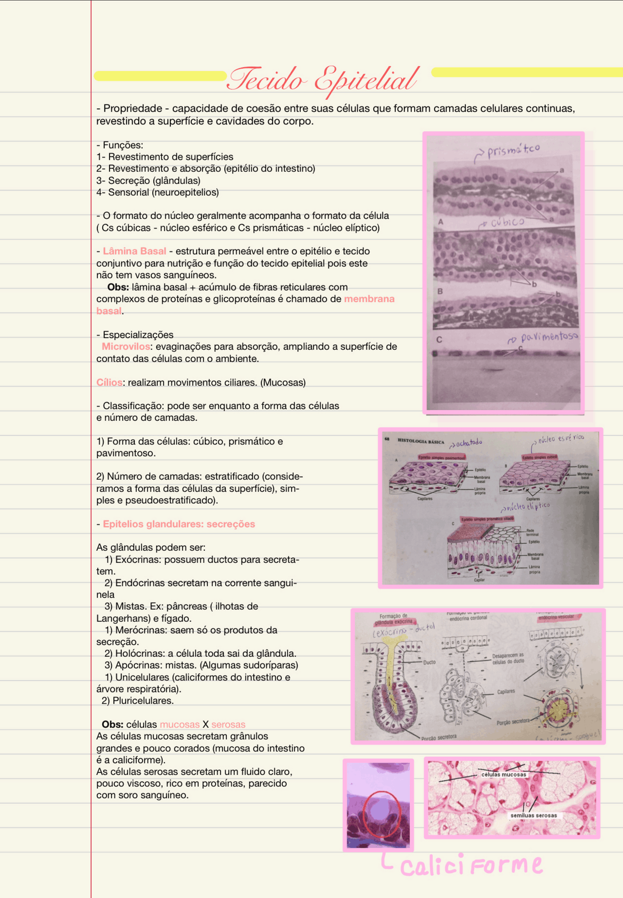 Resumo De Histologia Do Tecido Epitelial 1º Semestre Notas De Aula