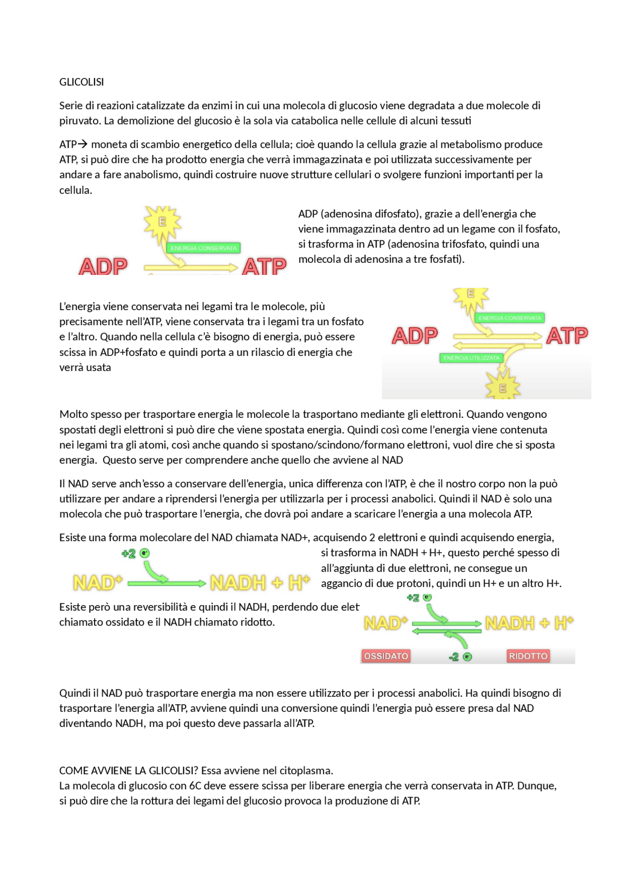 Ciclo Di Krebs E Glicolisi Appunti Di Biochimica Docsity