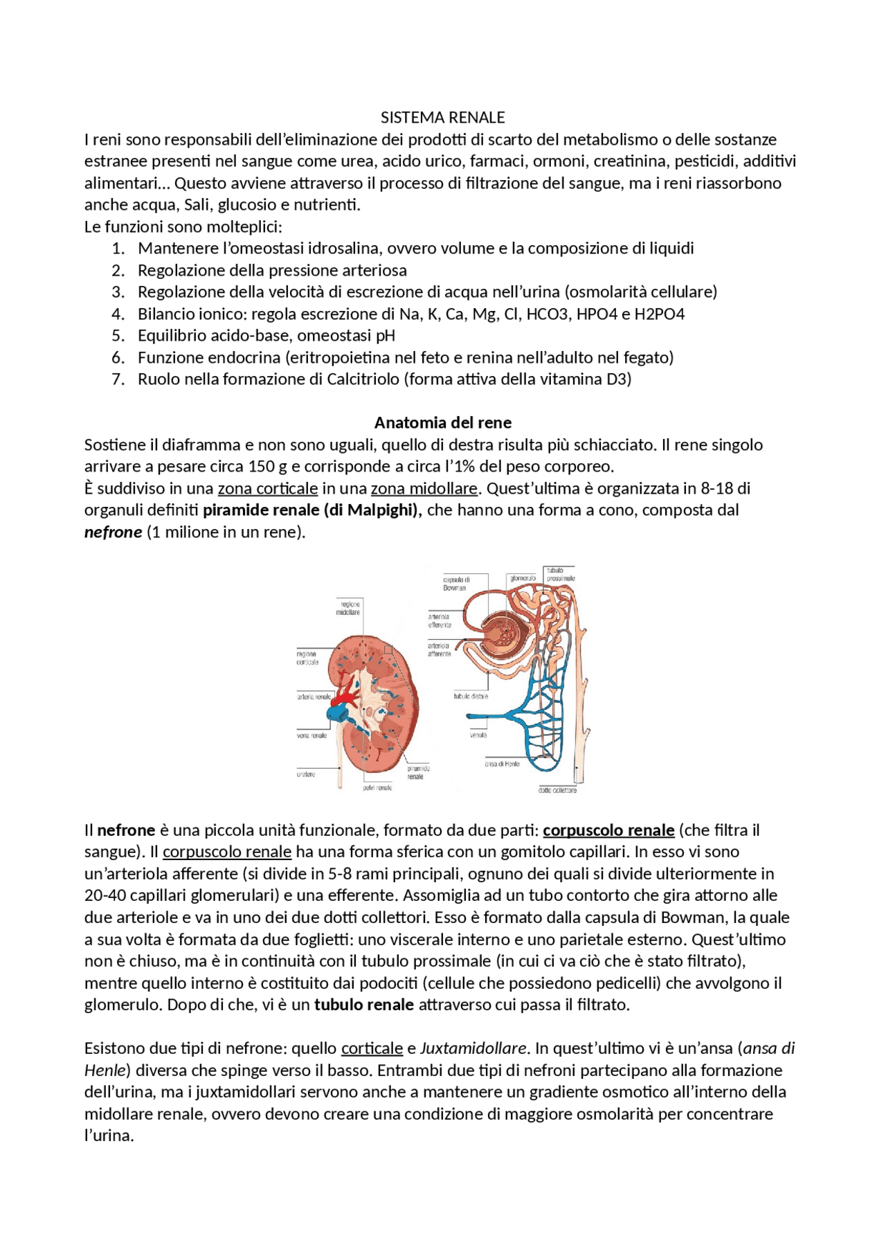 Sistema Renale, la sua anatomia e funzione | Appunti di Fisiologia ...