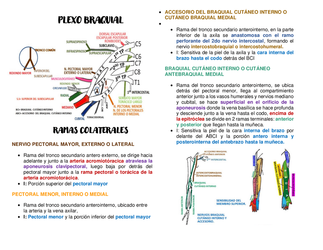 Recorrido De Nervios Resúmenes De Anatomía Docsity