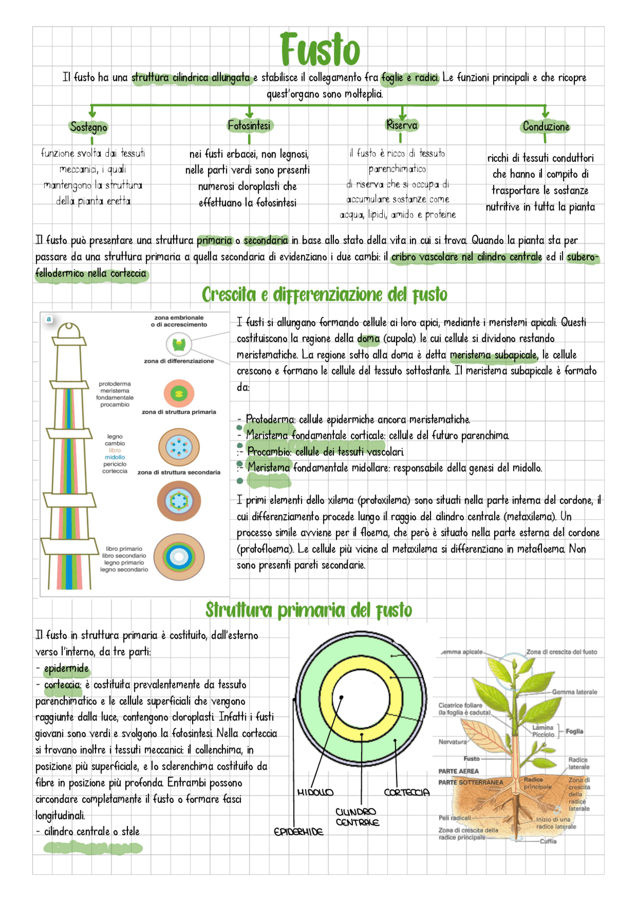 Il cormo della pianta: Il Fusto | Appunti di Botanica Generale | Docsity