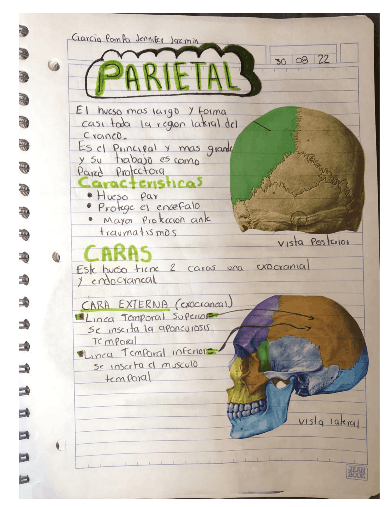 Apuntes De Anatomiaa Apuntes De Anatomía Docsity
