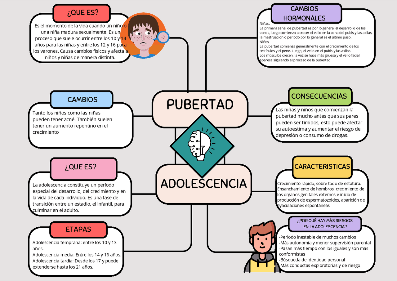 Definición Promedio De Las Etapas De La Pubertad
