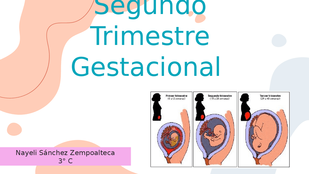 Segundo trimestre gestacional | Diapositivas de Ginecología | Docsity