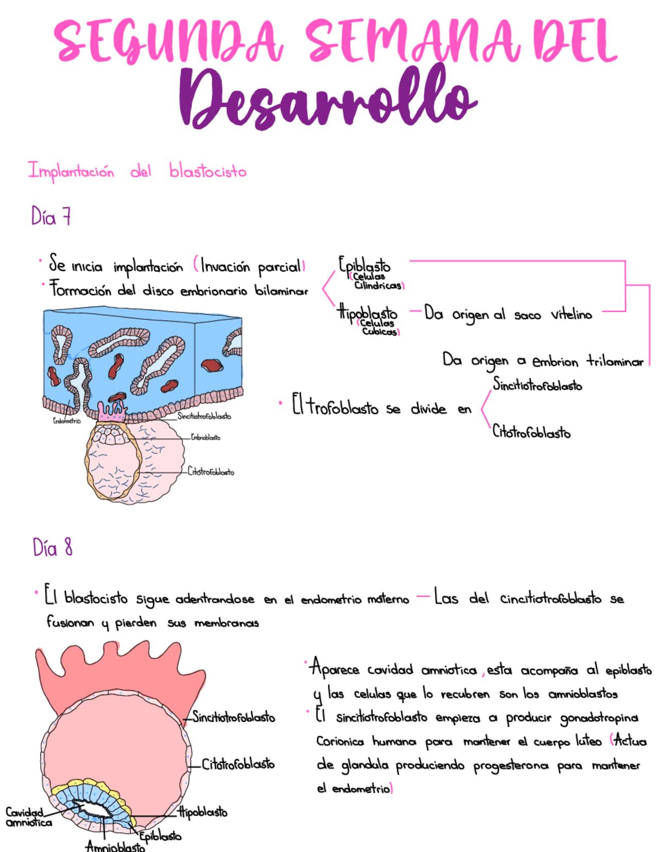 Embriología segunda semana de desarrollo | Esquemas y mapas ...