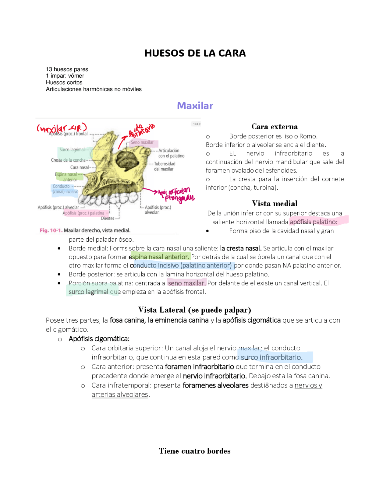 Resumen Anatomía Huesos De La Cara Resúmenes De Anatomía Docsity