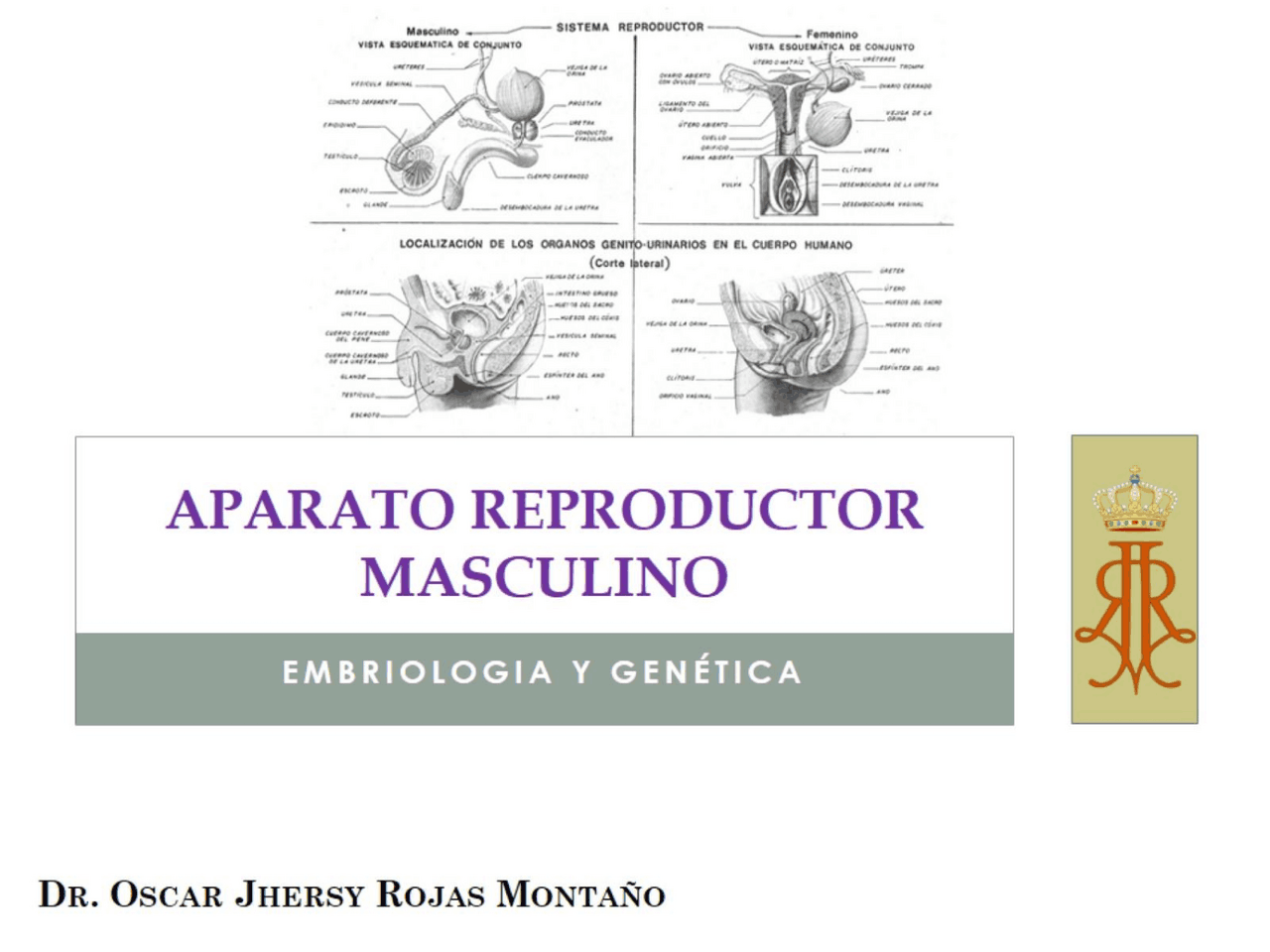 Aparato reproductores | Esquemas y mapas conceptuales de Anatomía ...