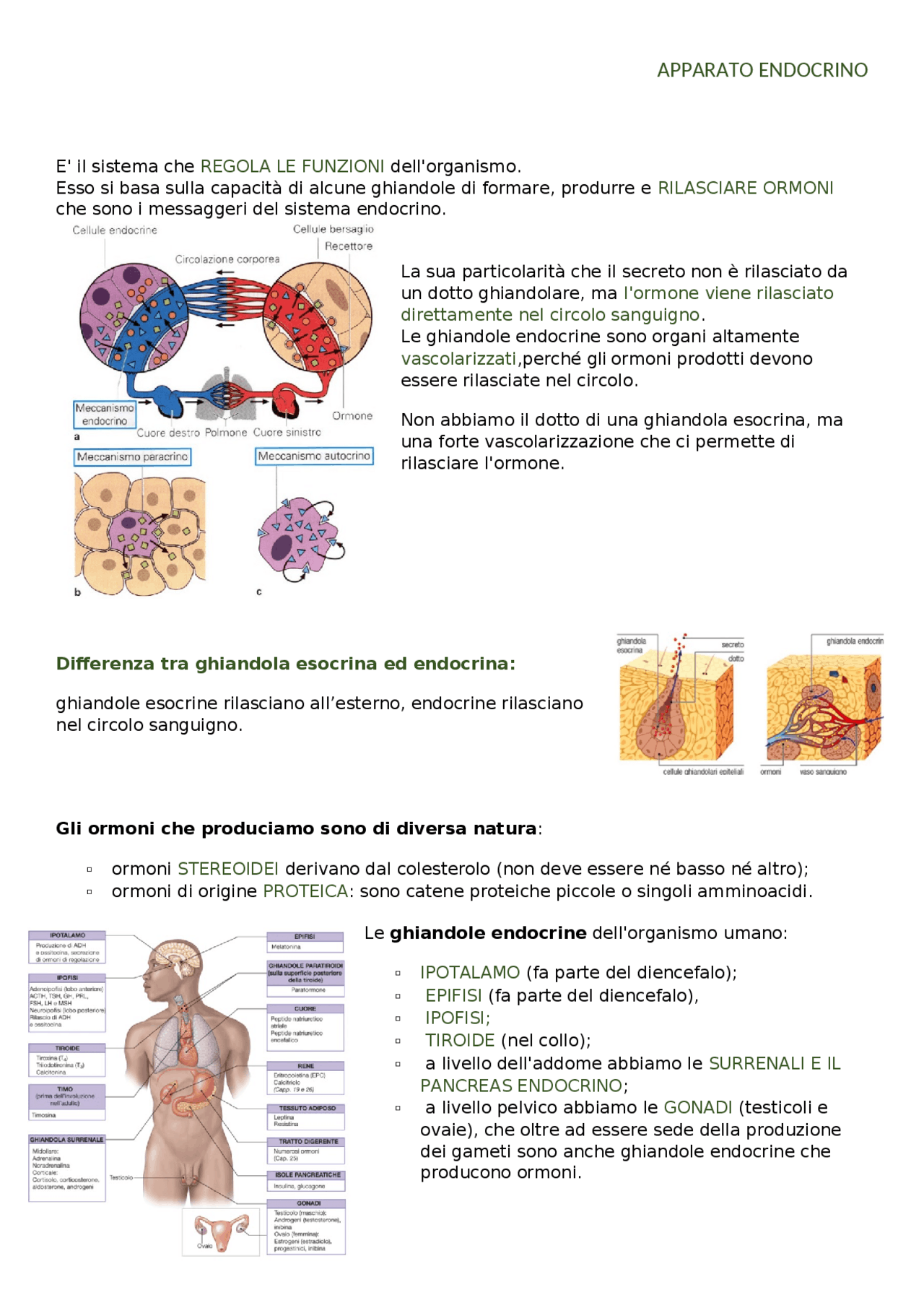 Il Sistema Endocrino Appunti Di Anatomia Docsity