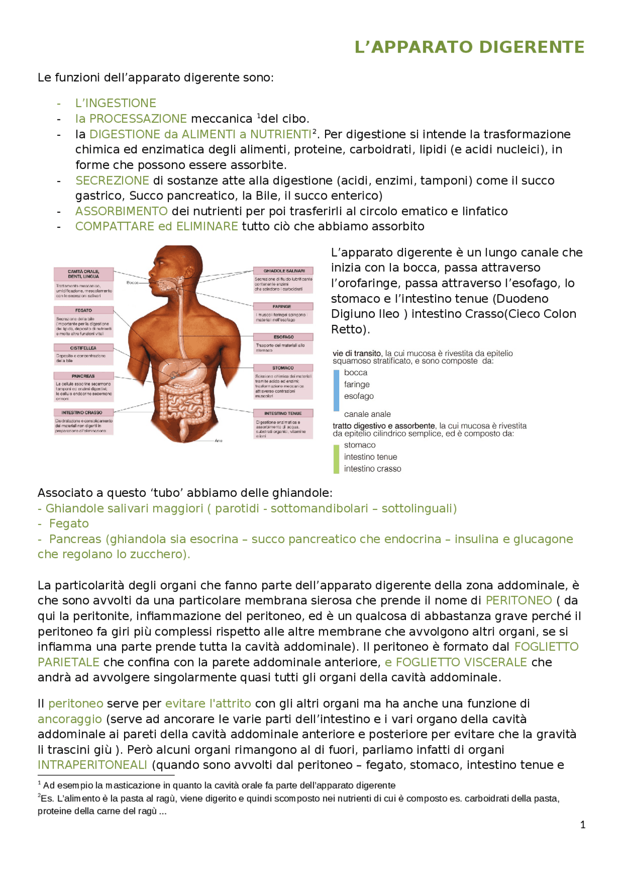 Lapparato Digerente Appunti Di Anatomia Docsity