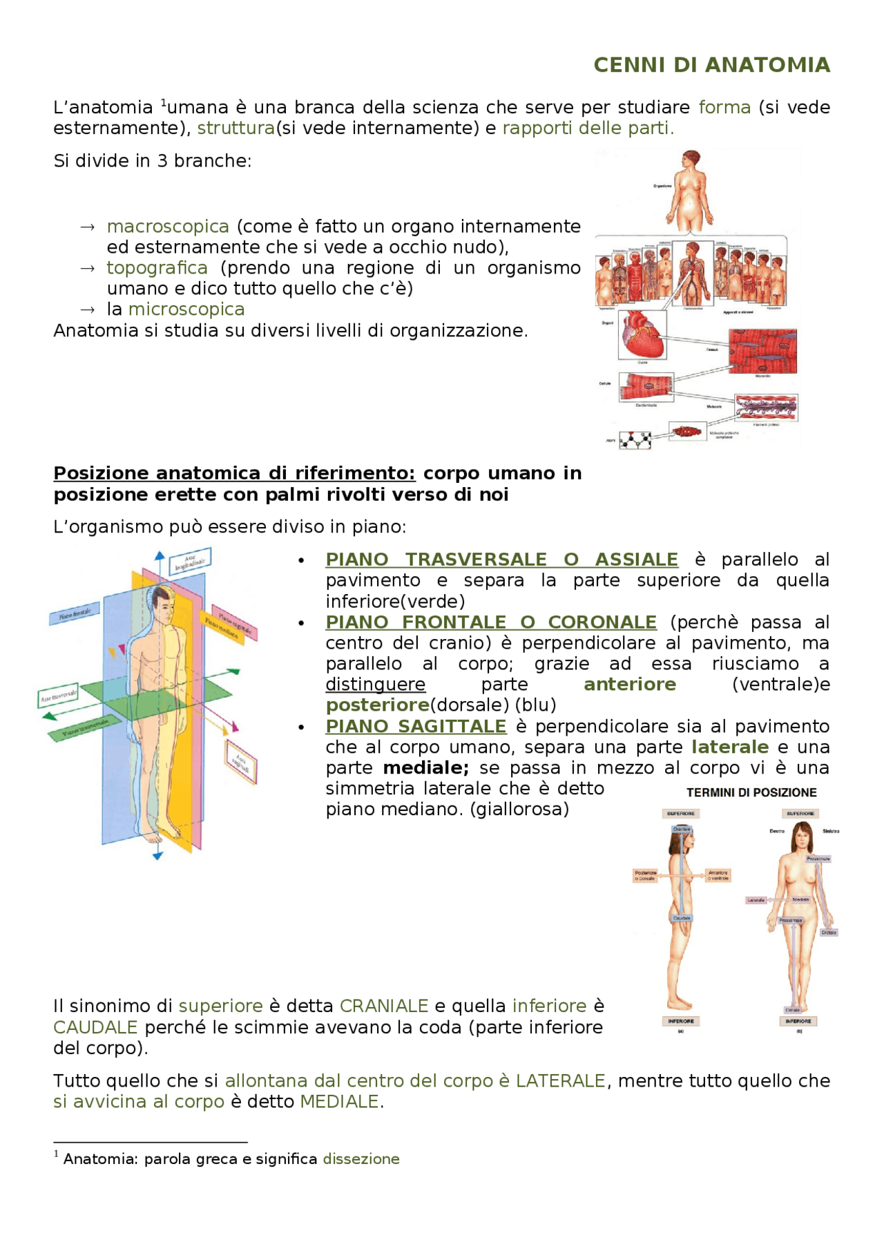 Il sistema locomotore | Appunti di Anatomia | Docsity