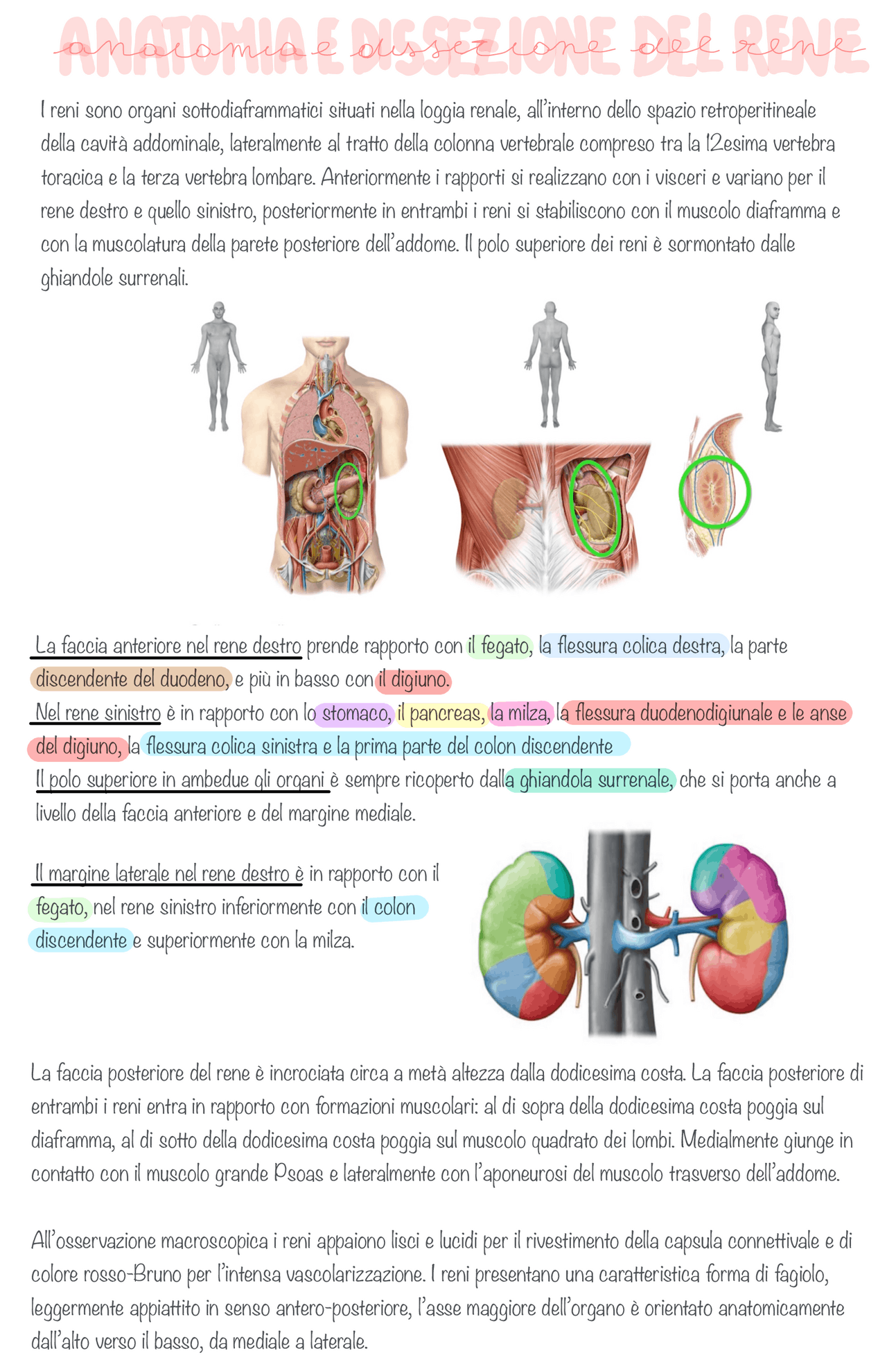 Rene calici renali pelvi renale e uretere | Schemi e mappe concettuali ...