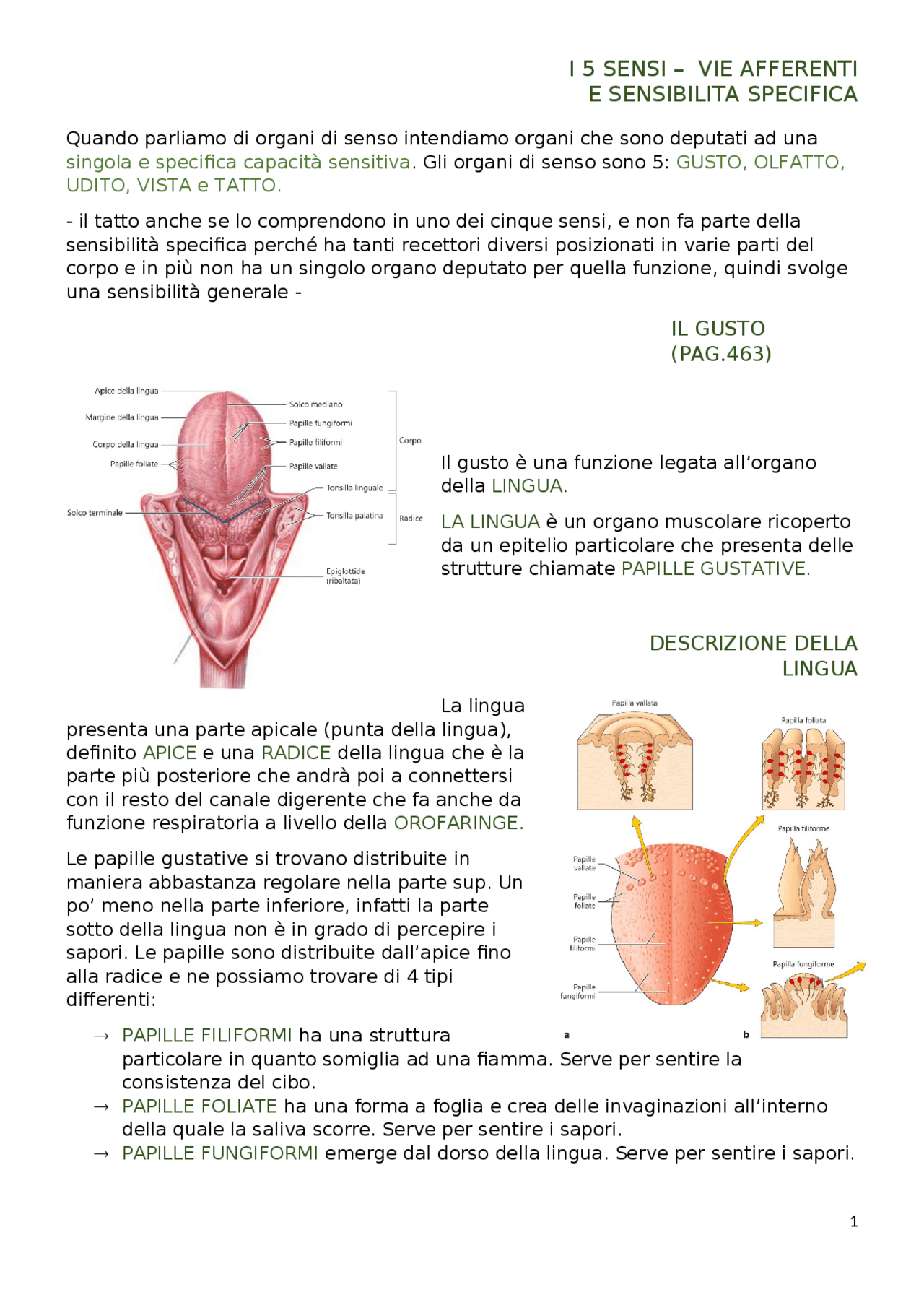 I cinque sensi (olfatto, udito, gusto, vista) | Appunti di Anatomia ...