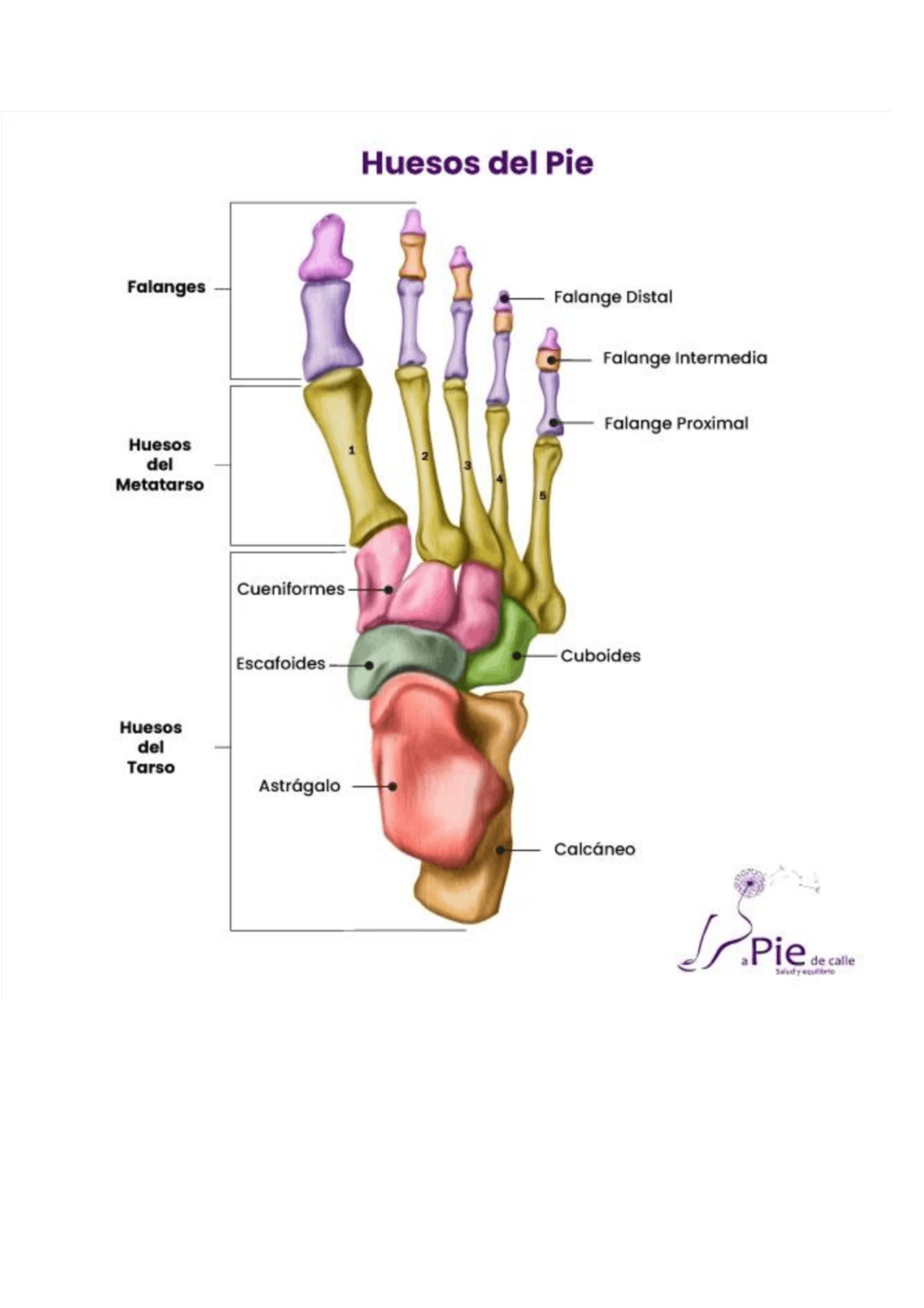 Cadera Y Femur ArticulaciÓn Apuntes De Anatomía Docsity