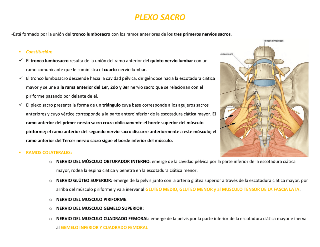 Anatomía.Plexo sacro. Nervios | Apuntes de Anatomía | Docsity