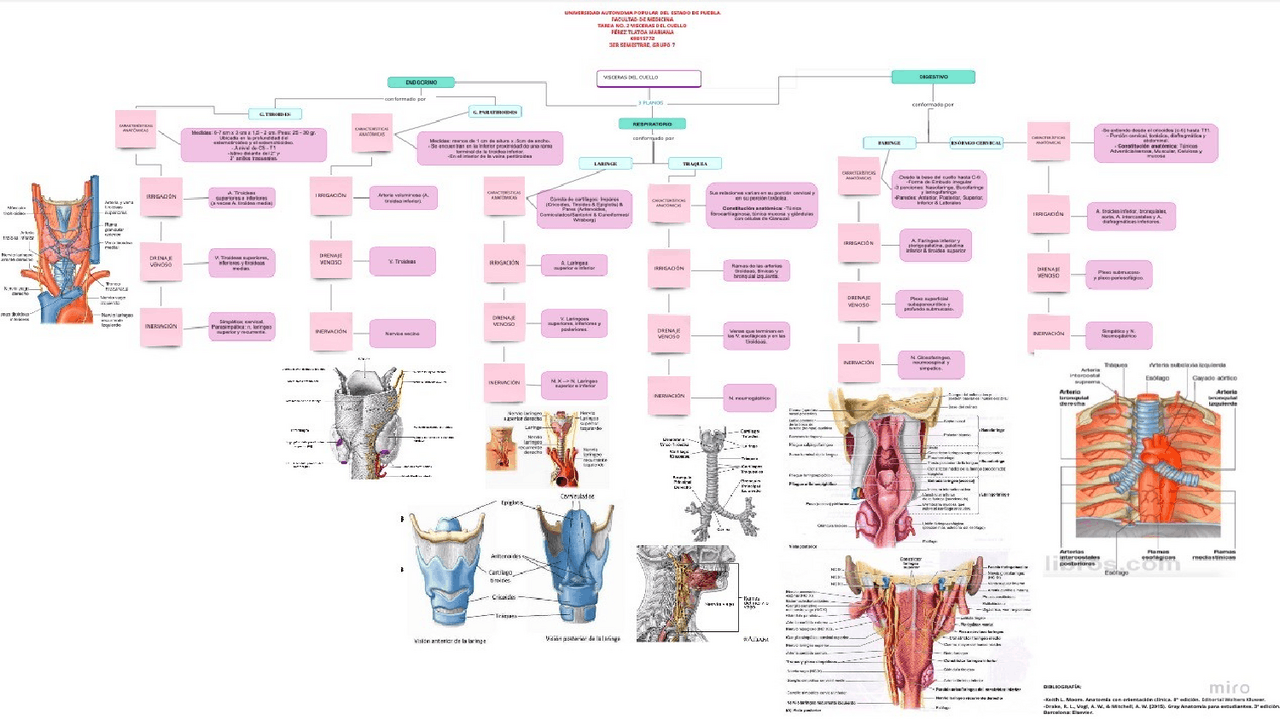 VISCERAS DEL CUELLO ANATOMÍA HUMANA | Schemi e mappe concettuali di ...