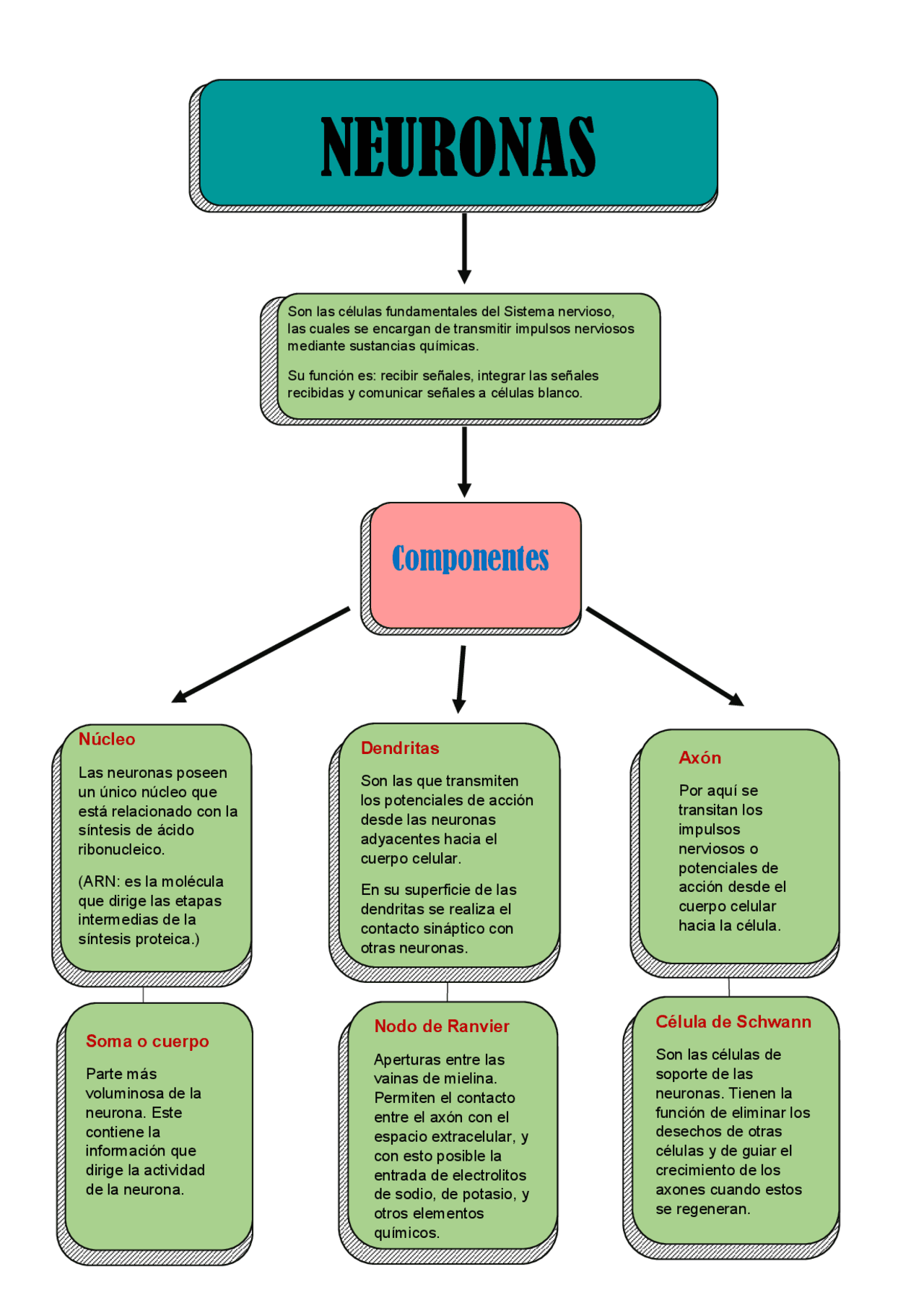 Descripción, clasificación de neuronas | Guías, Proyectos ...