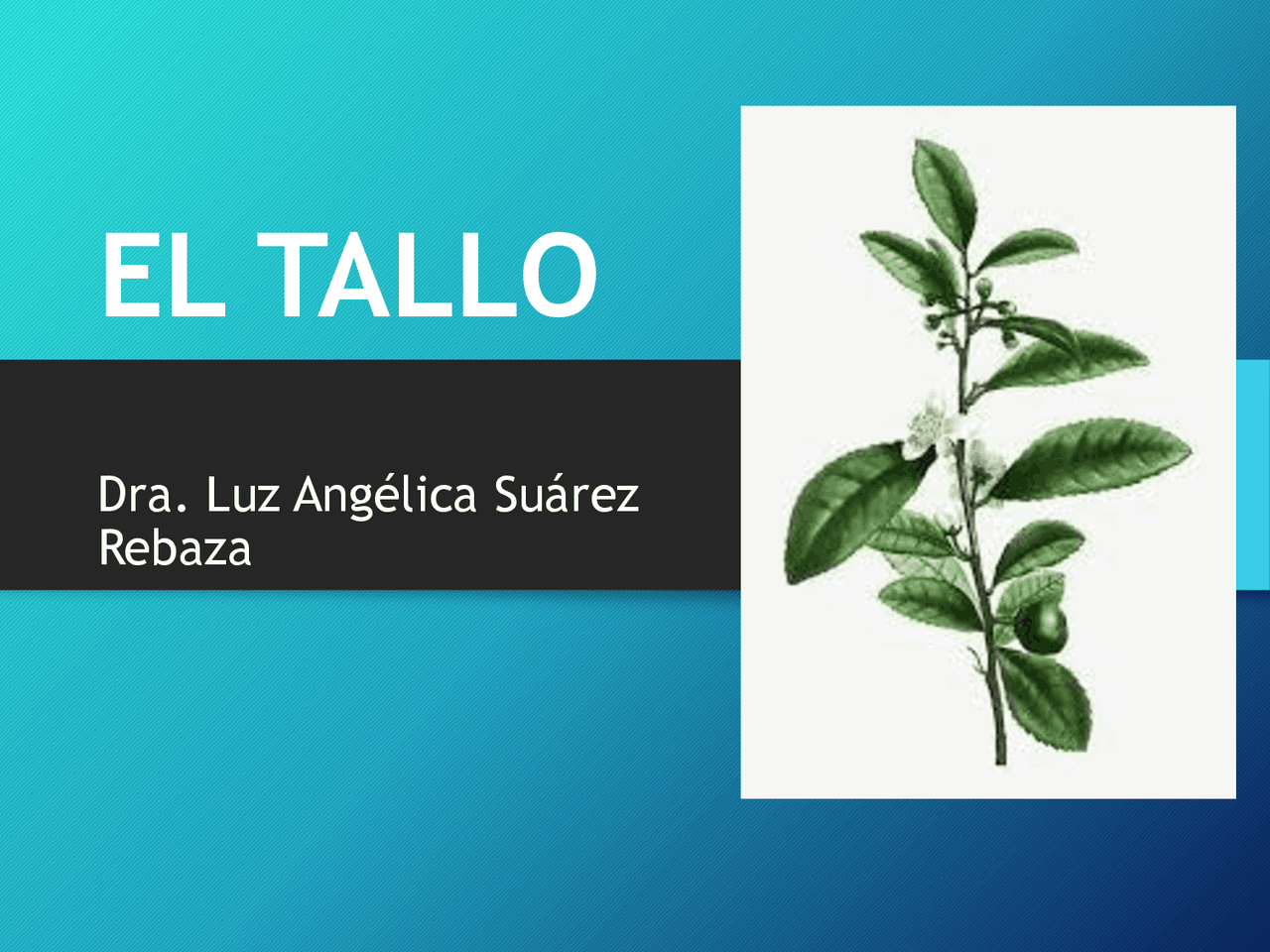 Resumenes De Botanica Resúmenes De Botánica Y Agronomía Docsity