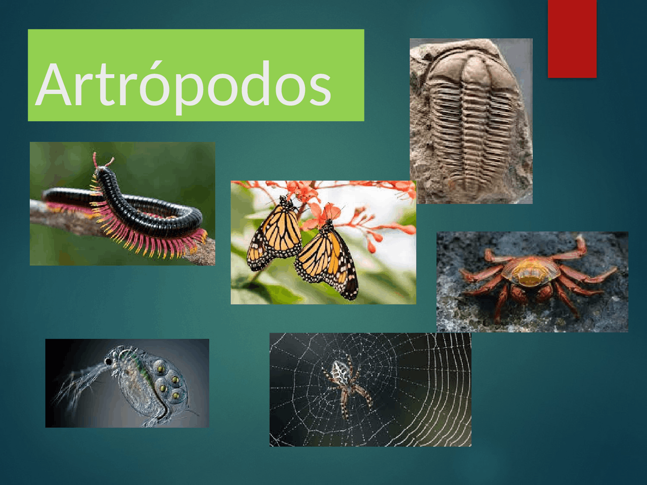Filo artrópodos, clasificación . | Esquemas y mapas conceptuales de ...