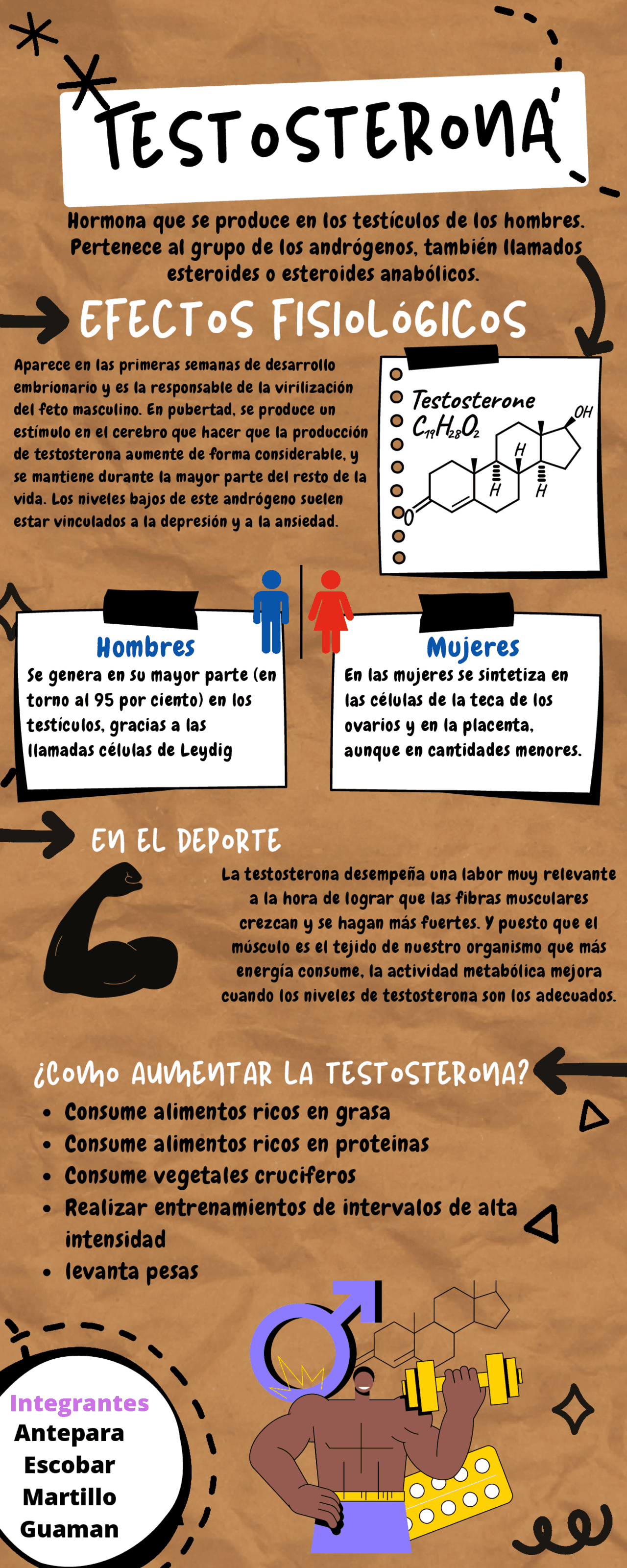 Infografía De La Testosterona Monografías Ensayos De Biología Docsity