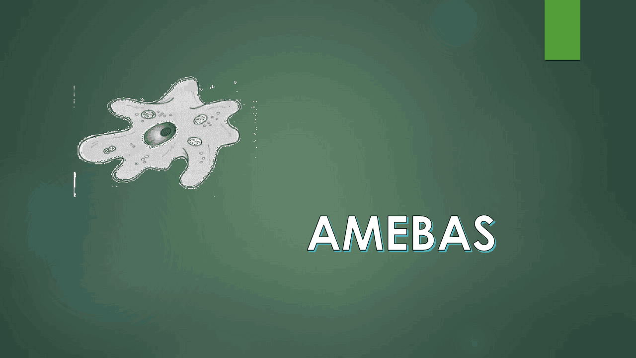 Amebas , descripción parasitología | Diapositivas de Parasitología ...