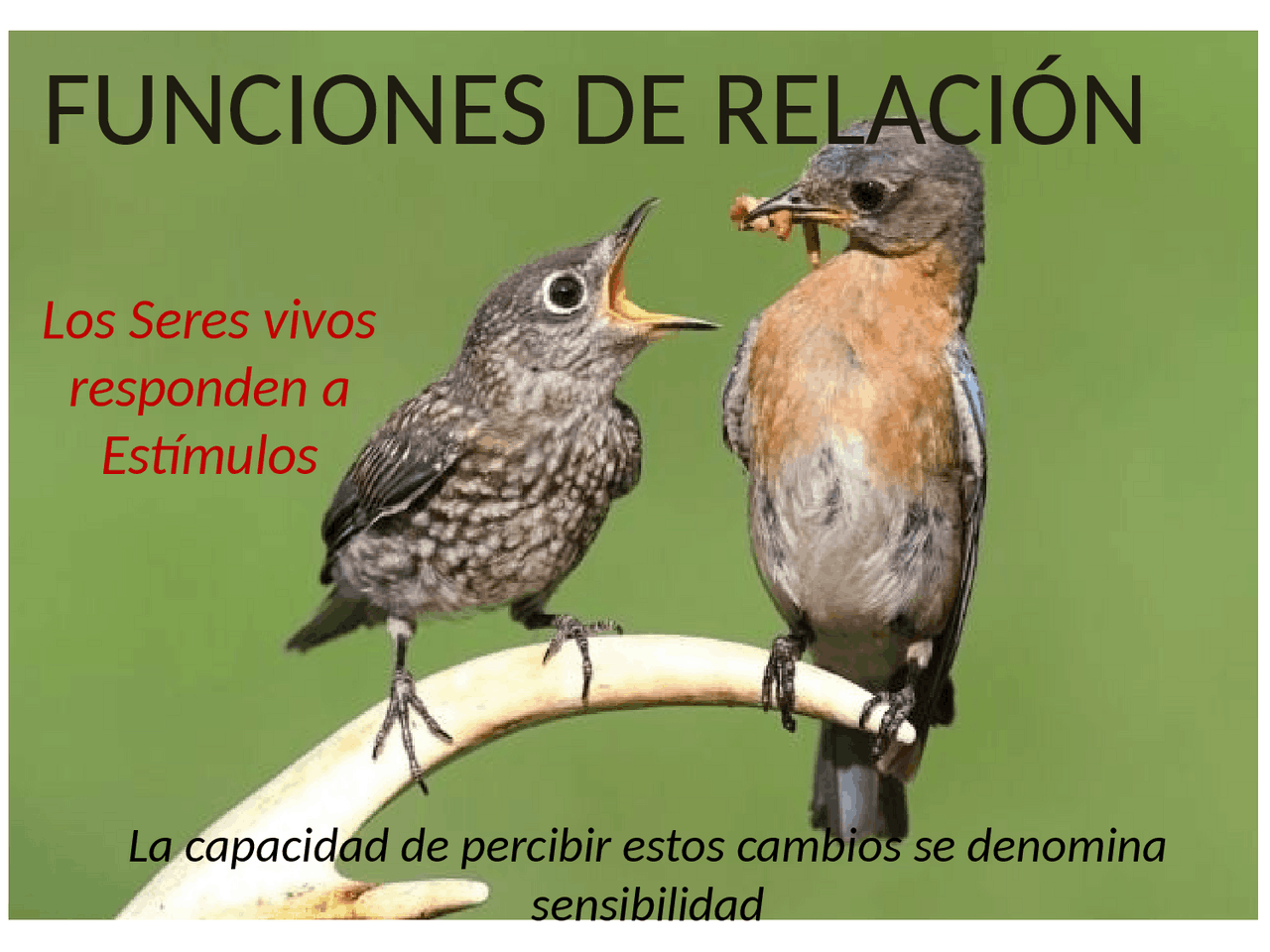 Funciones de relación en los seres vivos. Breve eresumen | Diapositivas de Ciencias de la Tierra ...