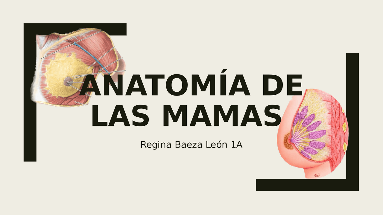 La glándula mamaria tiene como principal función la producción y ...