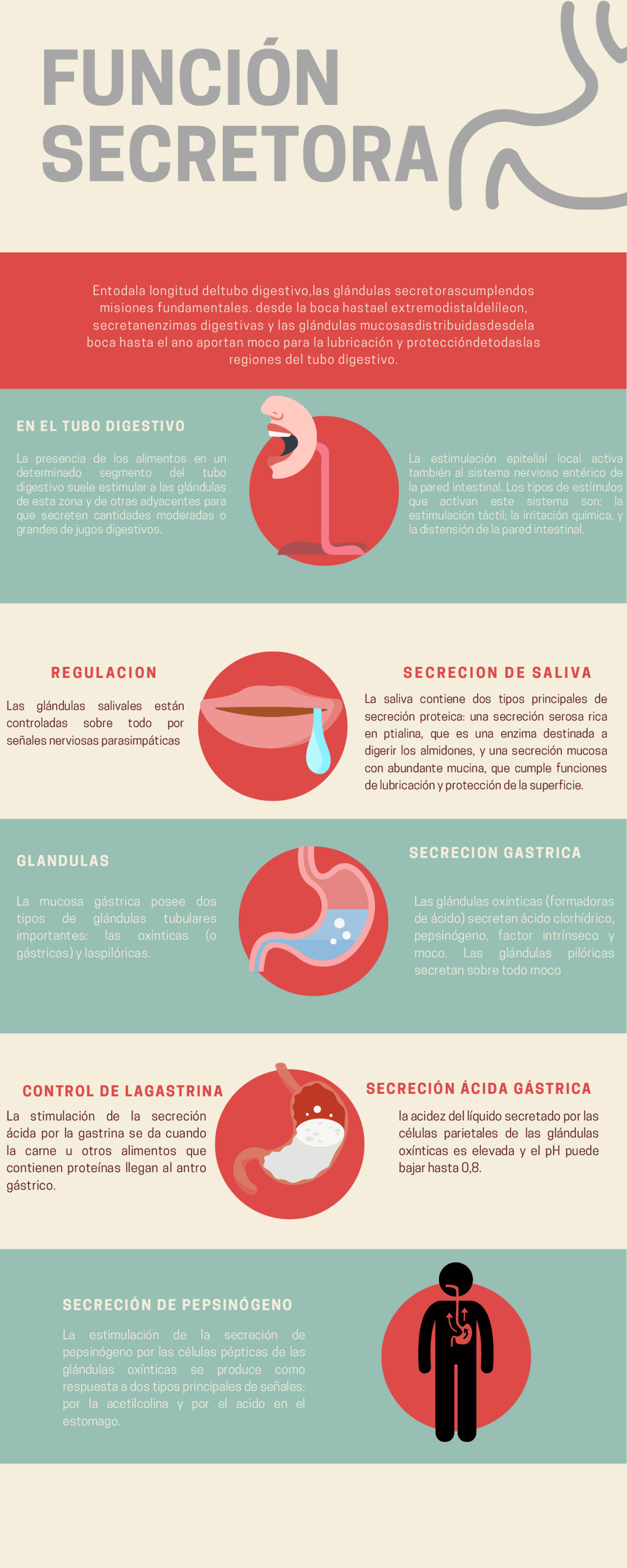 Funciones secretoras | Esquemas y mapas conceptuales de Fisiología ...