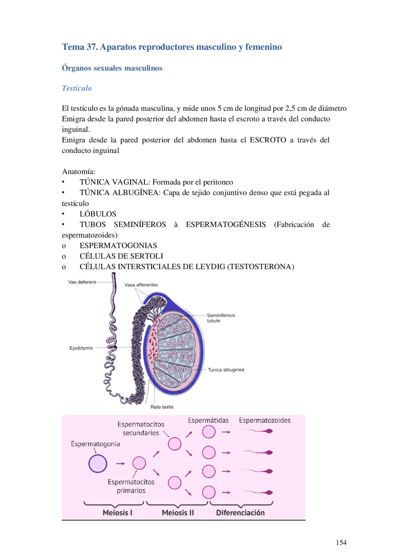 Apuntes Estructura Y Función 2 Reproductor Apuntes De Farmacia Docsity