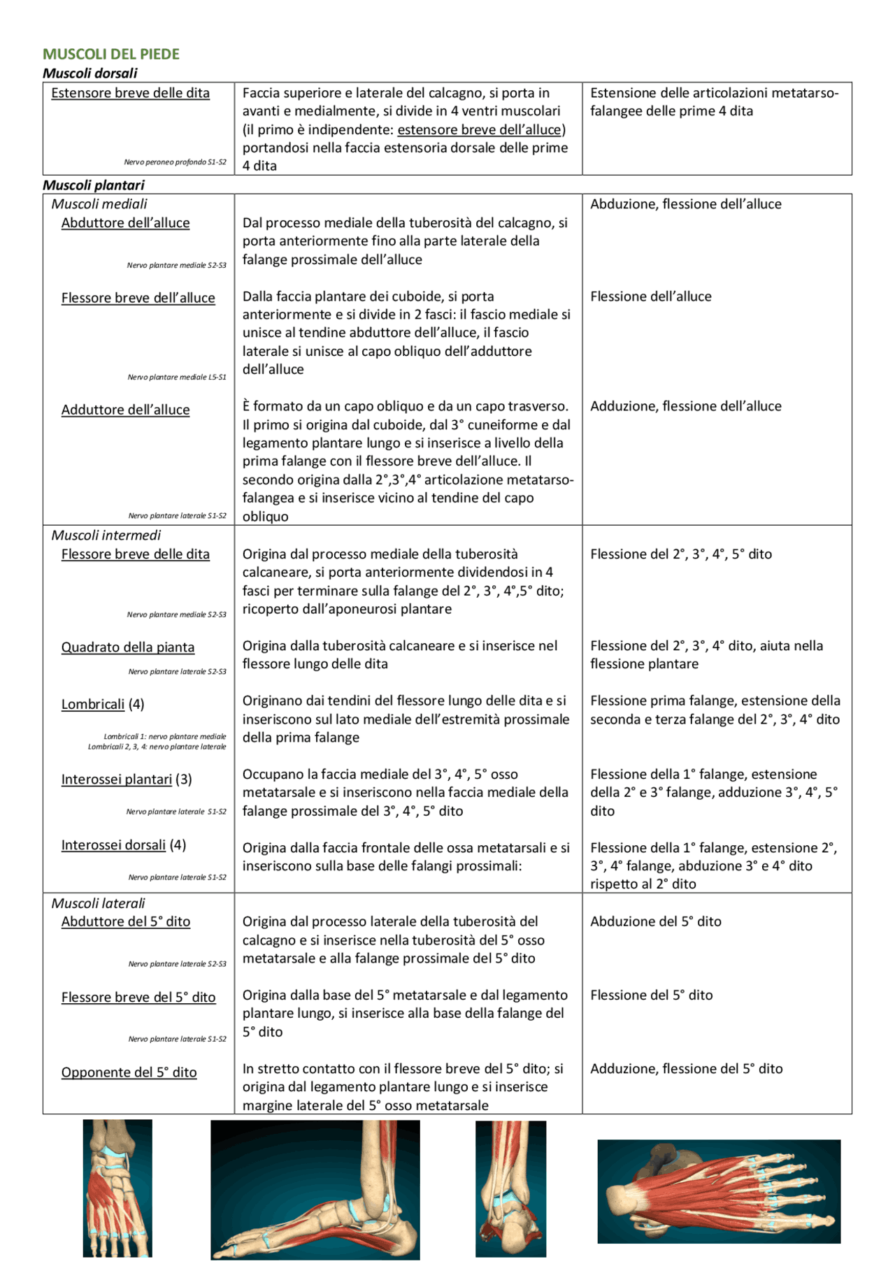 Muscoli del corpo umano (origine, inserzione, azione, nervi) | Schemi e mappe concettuali di ...