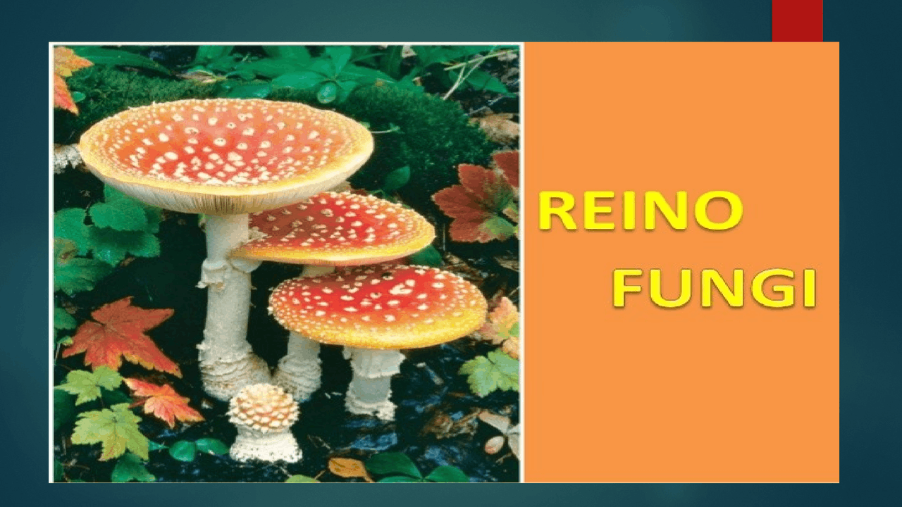 Todo sobre el reino fungí | Diapositivas de Biología | Docsity