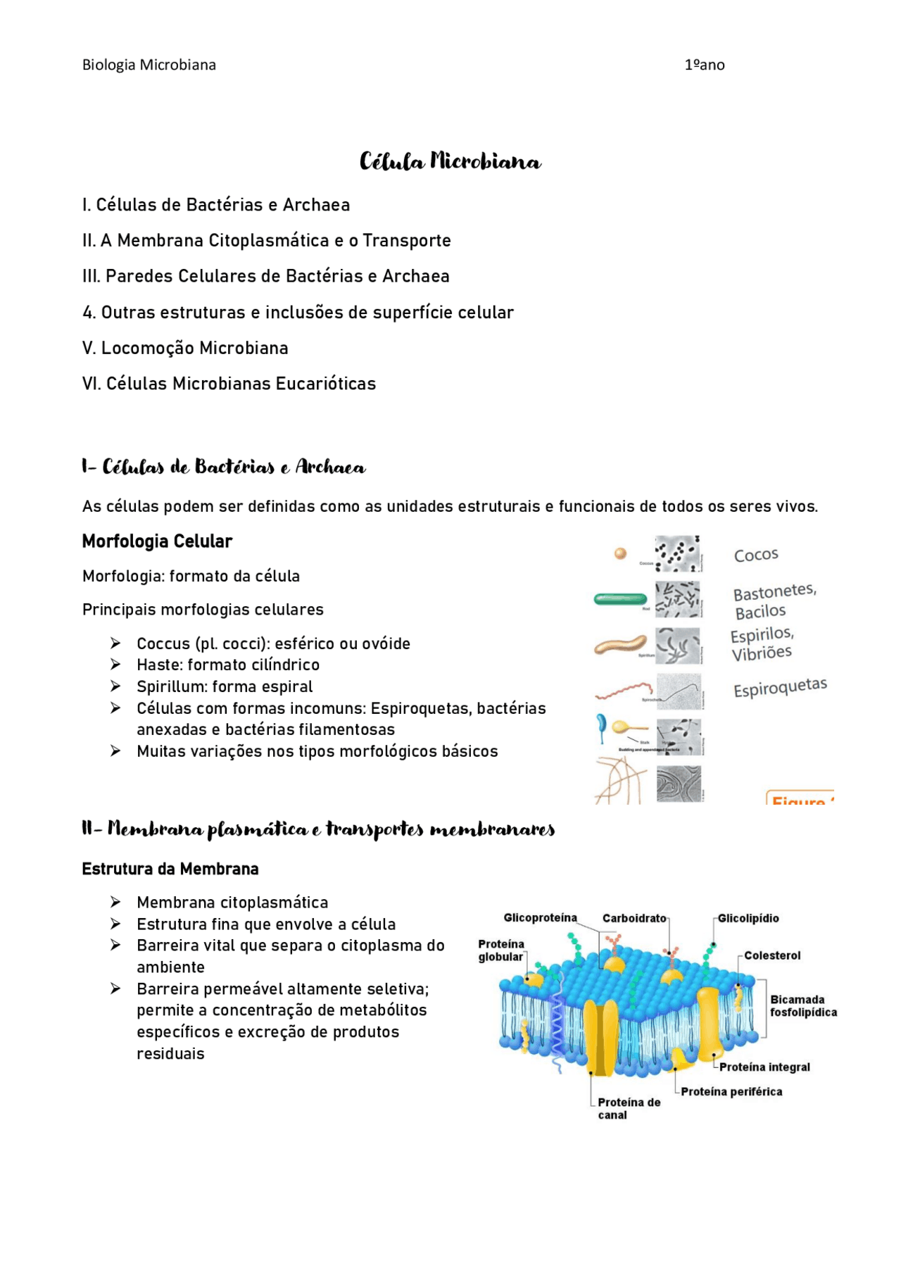 O BÁSICO SOBRE A CÉLULA MICROBIANA | Notas de estudo Microbiologia ...