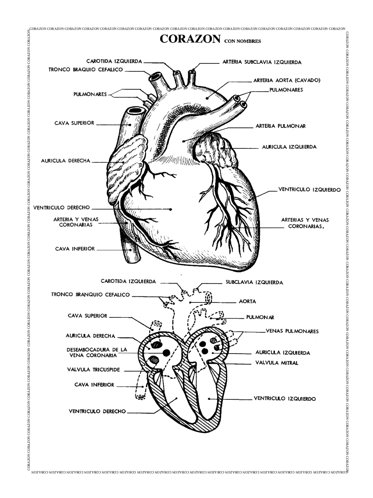 El corazón y sus partes | Esquemas y mapas conceptuales de Biología ...