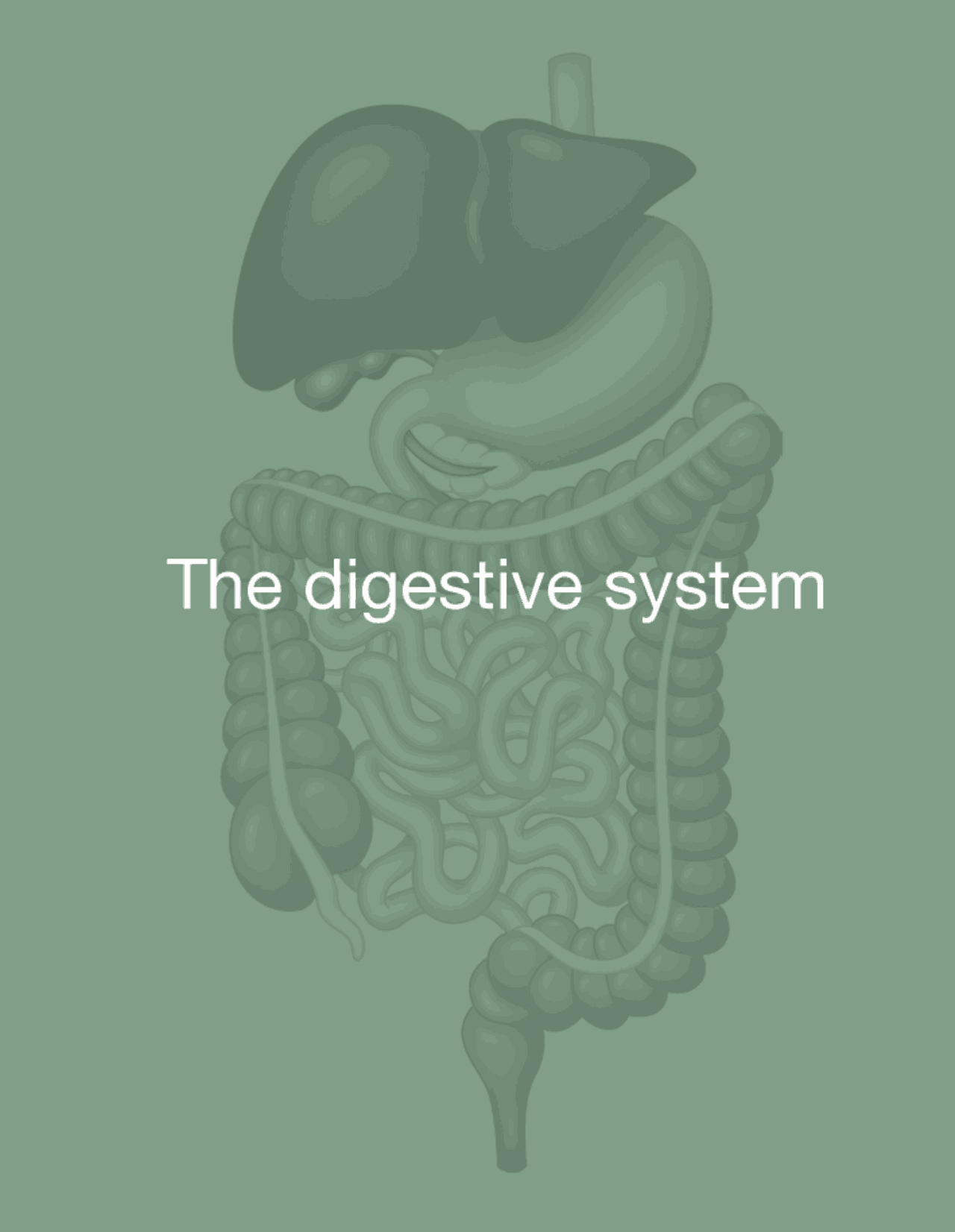 Presentation The Digestive System Slides Nursing Docsity