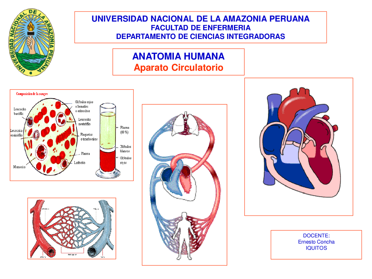 Aparato Circulatorio Estructuta Resúmenes De Anatomía Docsity
