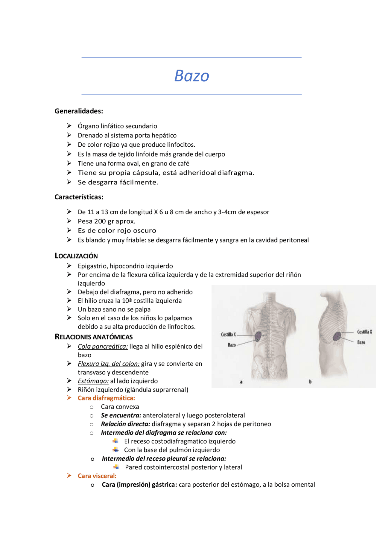 Anatomía del bazo y sus características | Esquemas y mapas conceptuales ...