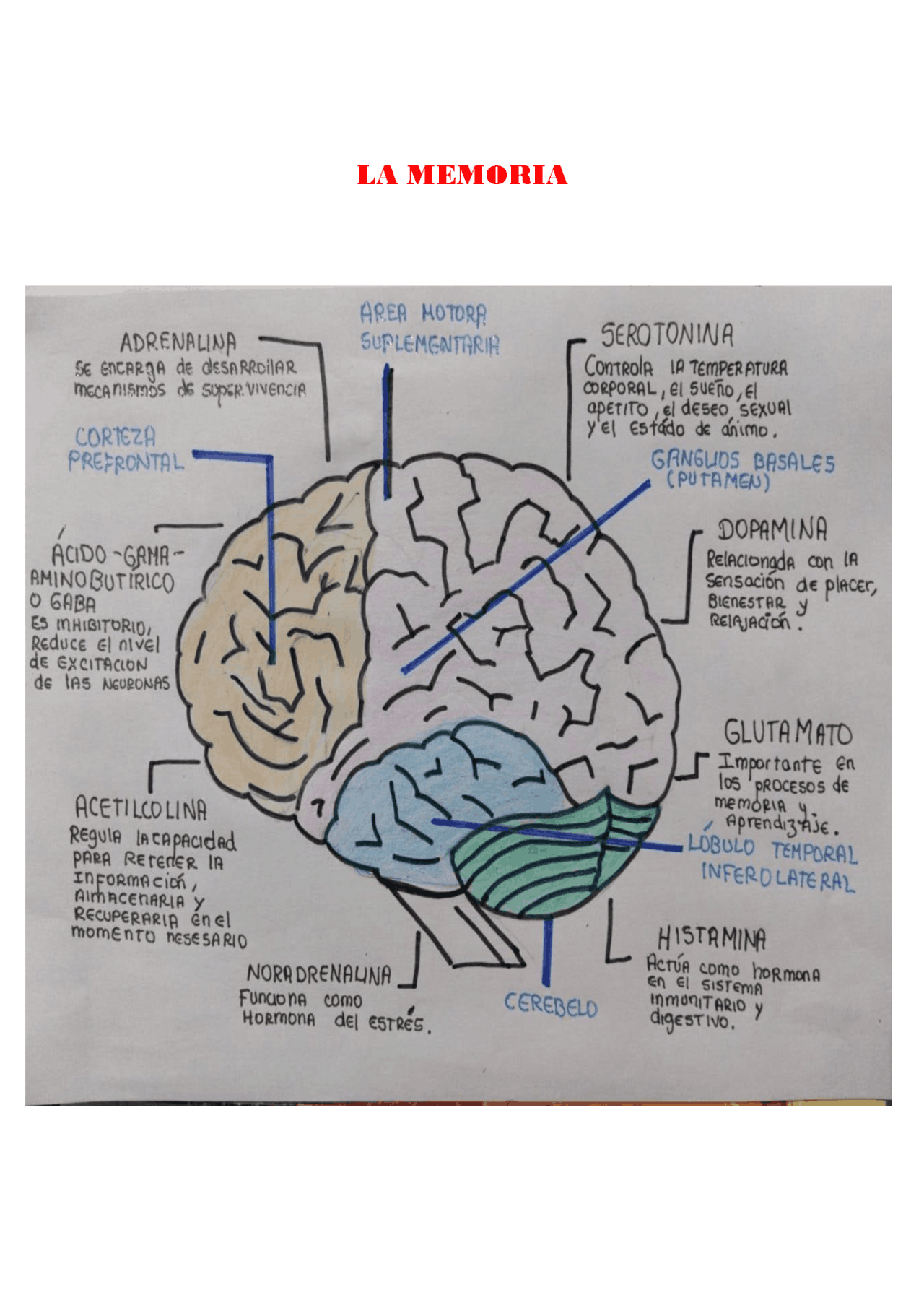 Diagrama Del Cerebro De La Memoria