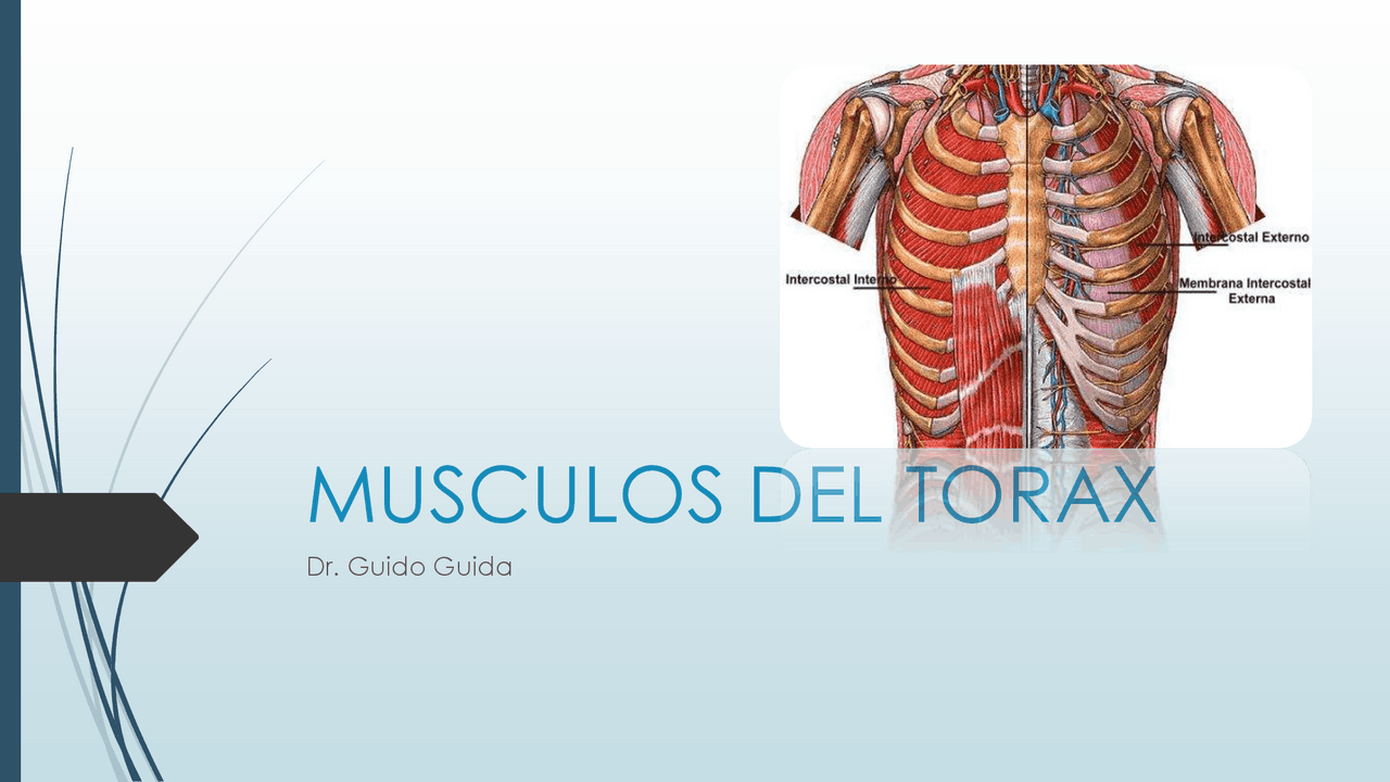 MUSCULOS DEL TORAX DS | Diapositivas de Medicina | Docsity