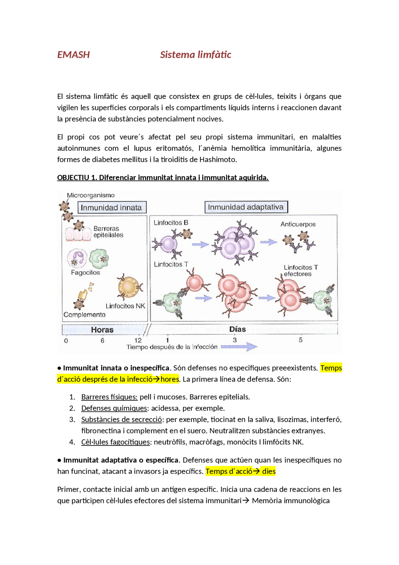 Sistema Linfático Emash Apuntes De Histología Docsity