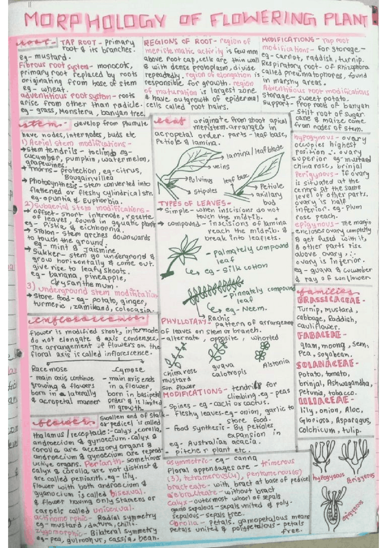 Short Notes On Morphology Of Flowering Plants Pdf - Infoupdate.org Short Notes On Morphology Of Flowering Plants Pdf - Infoupdate.org